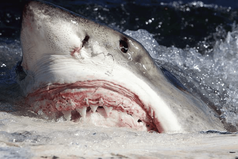 great white shark pup weight