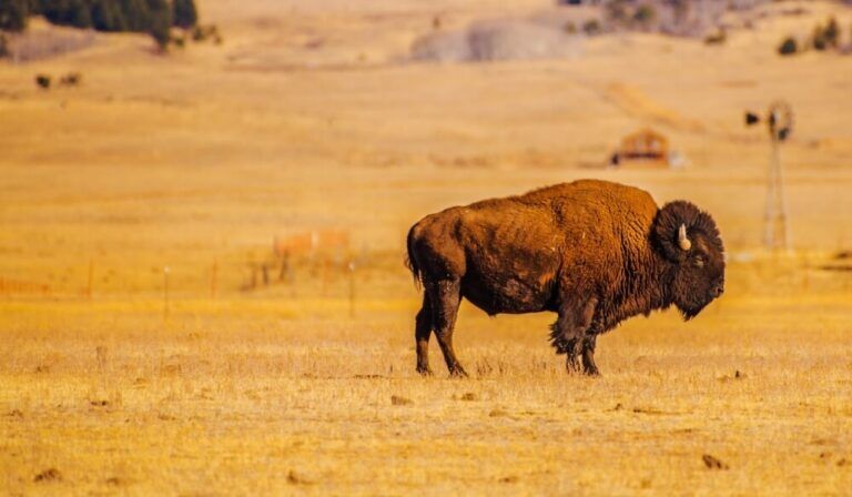Learn about the incredible wildlife of Southern California