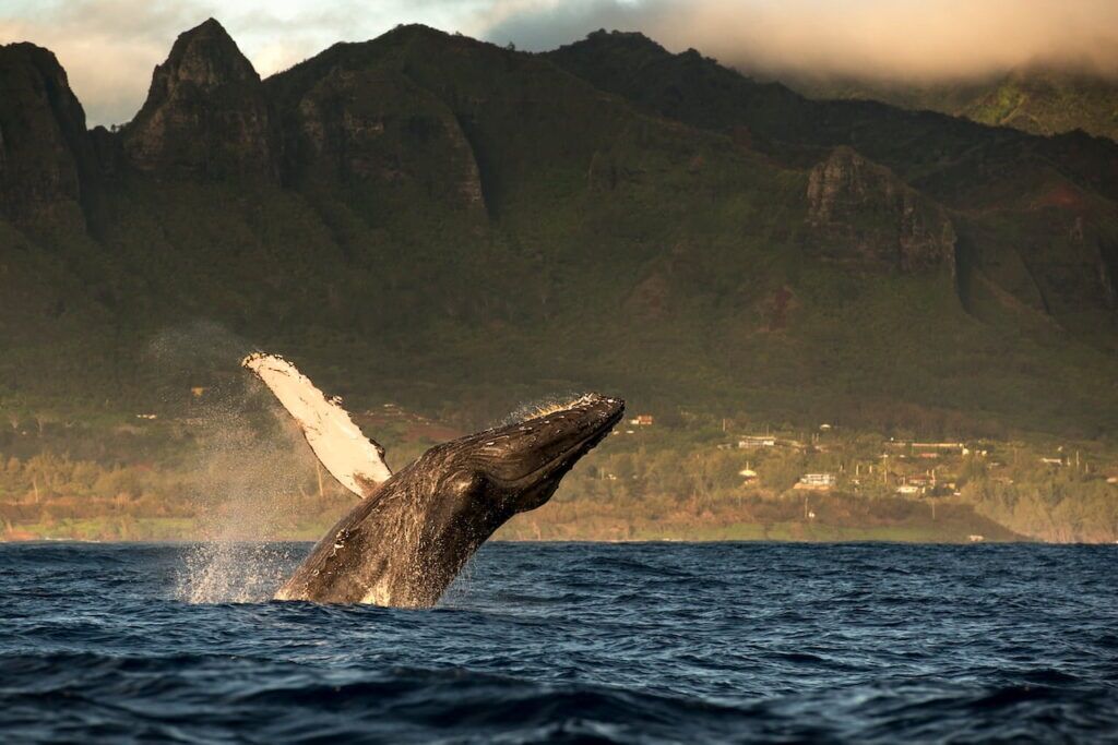 Humpback Whale Facts | SEEtheWILD