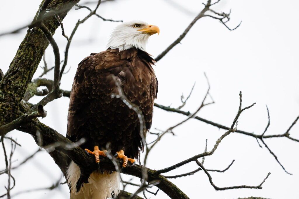 Bald Eagle: Majestic Birds of Prey | Habitat, Diet & Conservation See ...