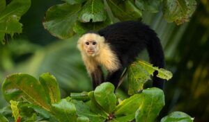 Capuchin Monkey: Facts, Habitat, and Behavior | See The Wild