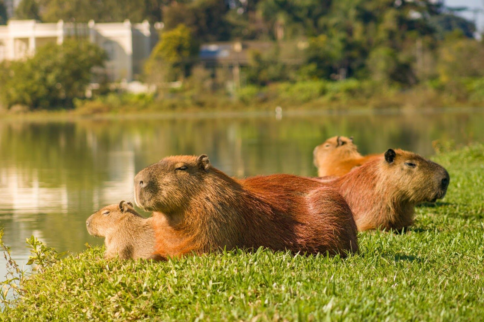 Home | SEEtheWILD Wildlife Conservation Travel