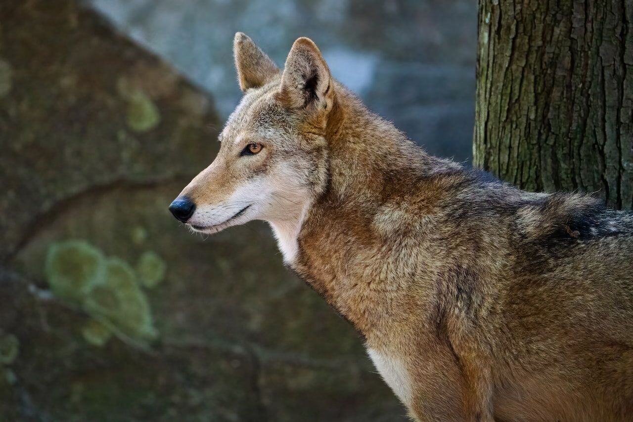 Home | SEEtheWILD Wildlife Conservation Travel