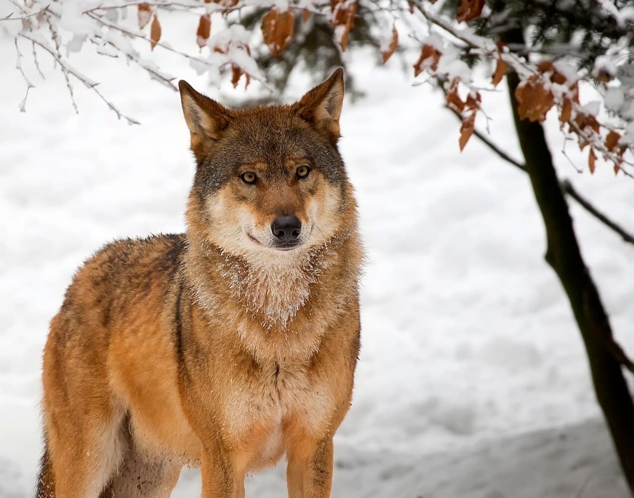 Great Plains Wolf: Habitat, Behavior, and Conservation| See The Wild