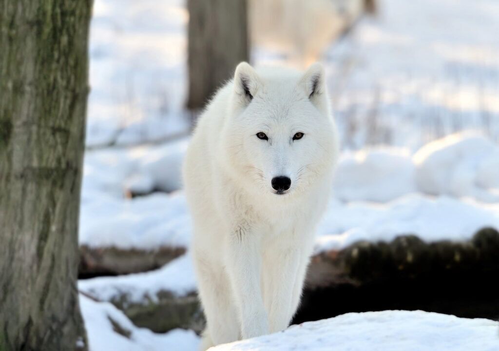 Arctic Wolf | See The Wild