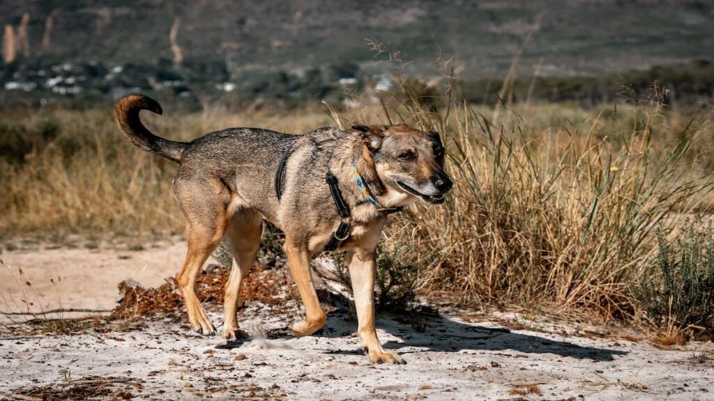The Evolution of Dogs: From Wolves to Wildlife Heroes | See The Wild