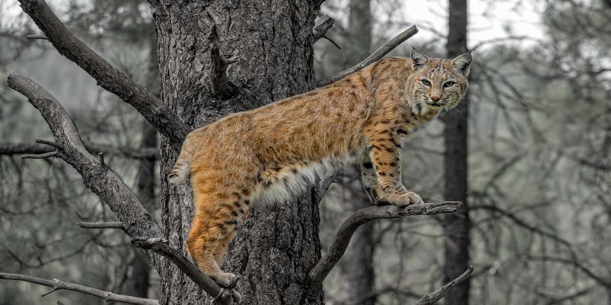 The Wildlife of Lake Tahoe - A Truly Nature Vacation