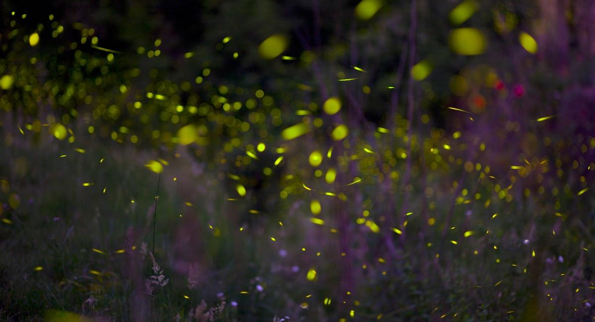 The Silent Disappearance of Fireflies: Can We Still Save Them? | See The Wild