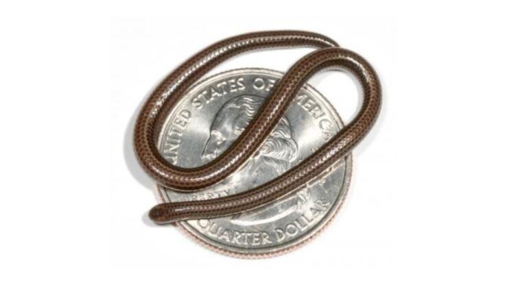World's Smallest Snake Rediscovered in Barbados After 20 Years