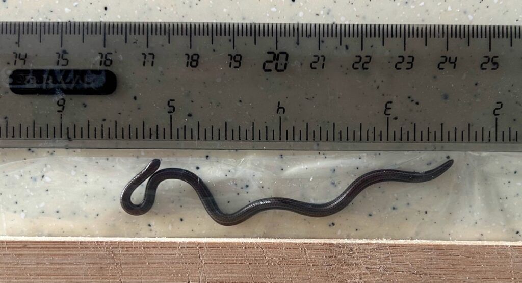 “The Astonishing Rediscovery of the World’s Smallest Snake: Barbados ...
