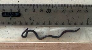 World's Smallest Snake Rediscovered in Barbados After 20 Years