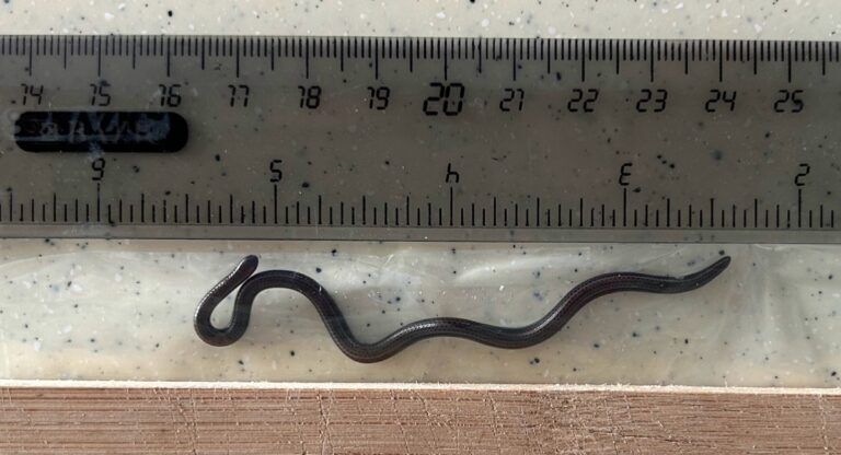World's Smallest Snake Rediscovered in Barbados After 20 Years