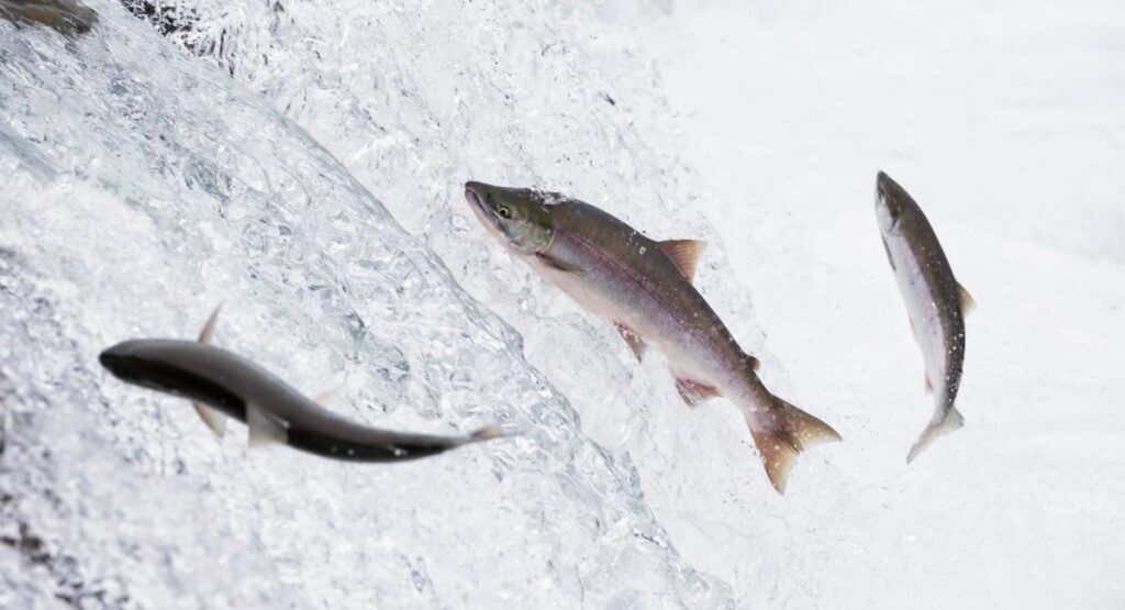 Sustainable Salmon Fishing Guide 2026: US & Canada