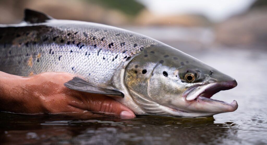 Sustainable Salmon Fishing Guide 2026: US & Canada
